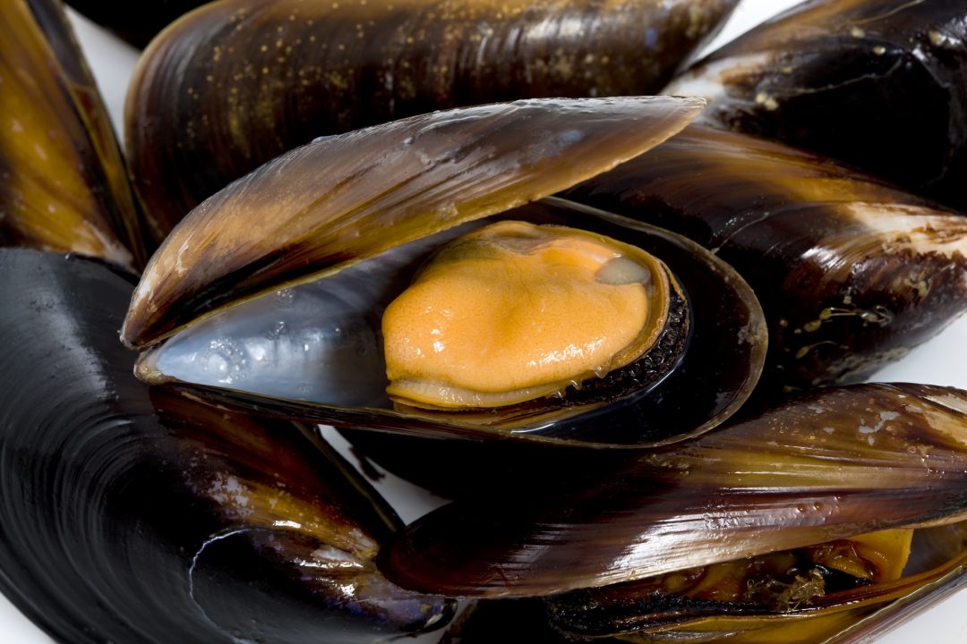 Mejillón Gallego - FESBA