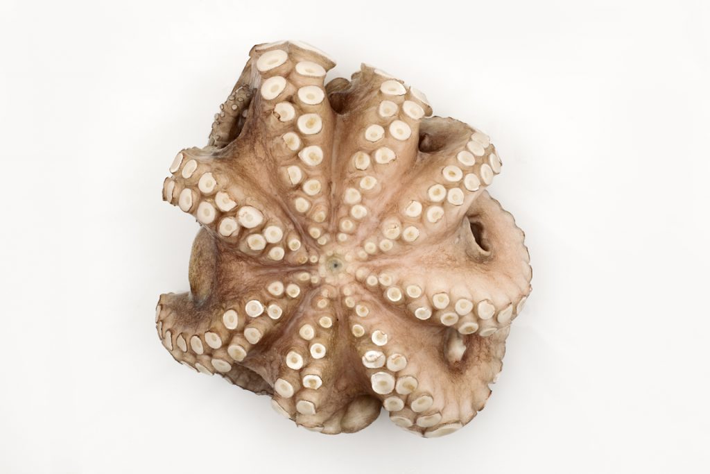 Raw Octopus in Flower Shape - FESBA